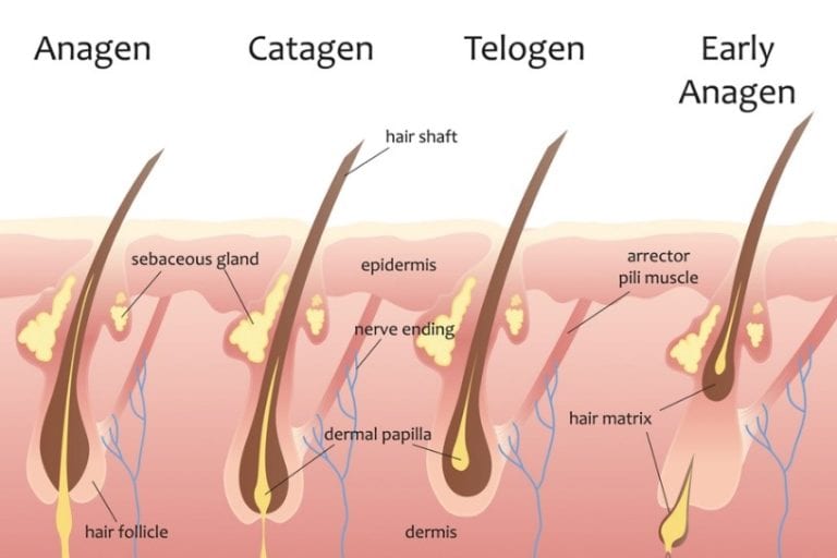 What is Telogen Effluvium? TRICHOLOGY CENTRE | Toronto What is Telogen Effluvium? TRICHOLOGY CENTRE | Toronto